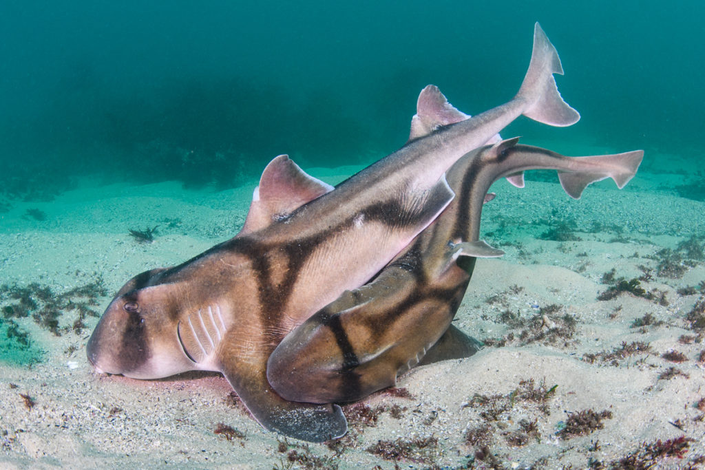 Port-Jackson sharks mating - The Underwater Club
