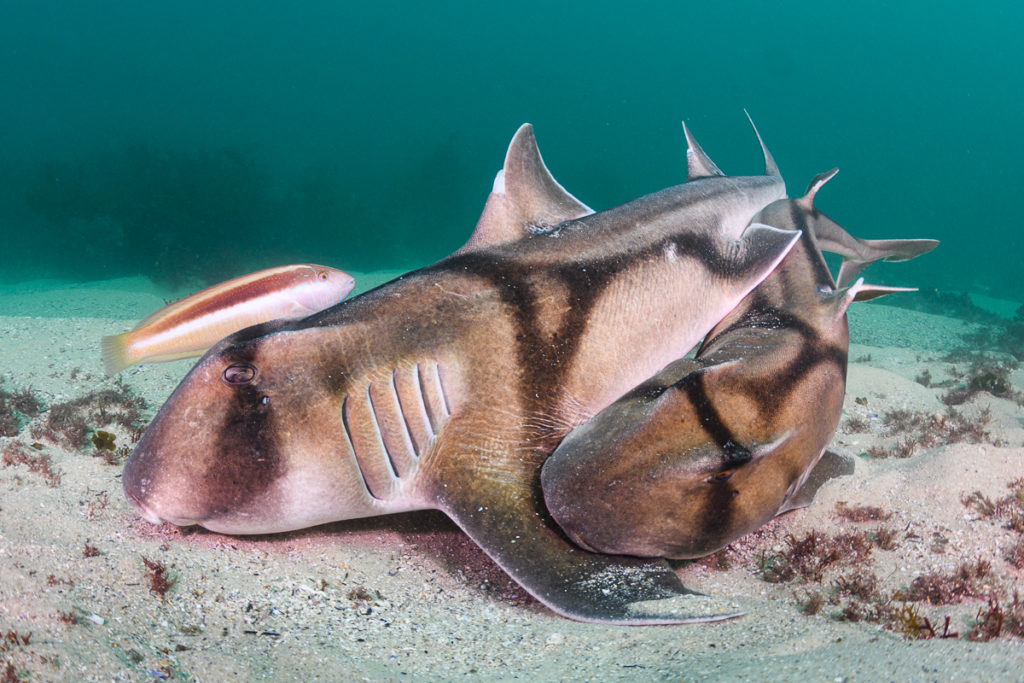 Port-Jackson sharks mating - The Underwater Club