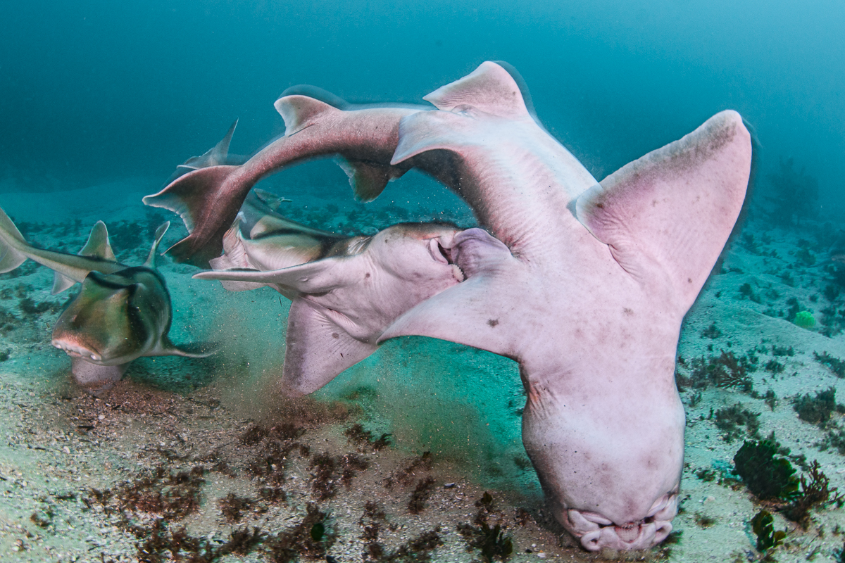 Port-Jackson sharks mating - The Underwater Club