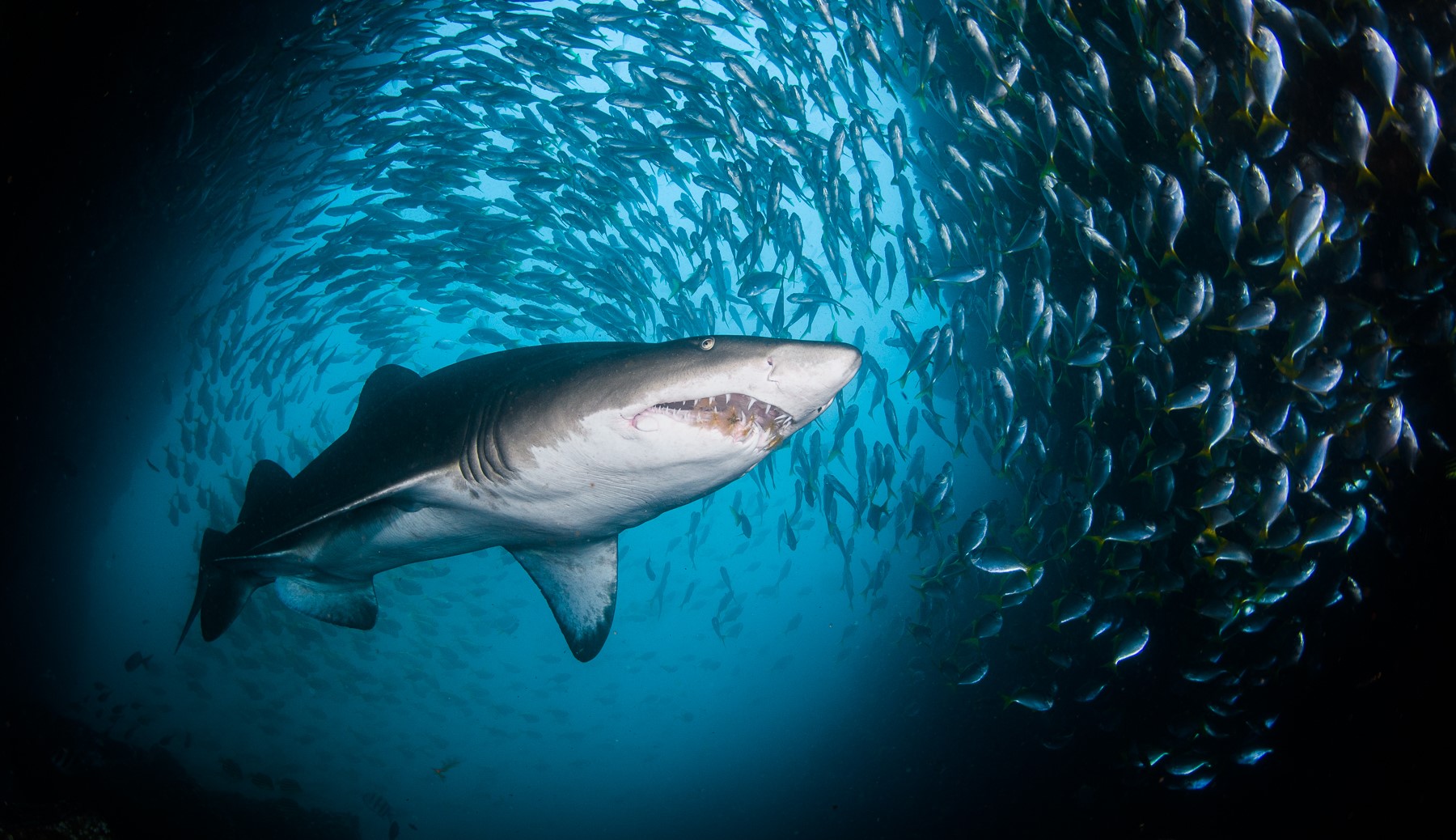 Contests results – The Underwater Club