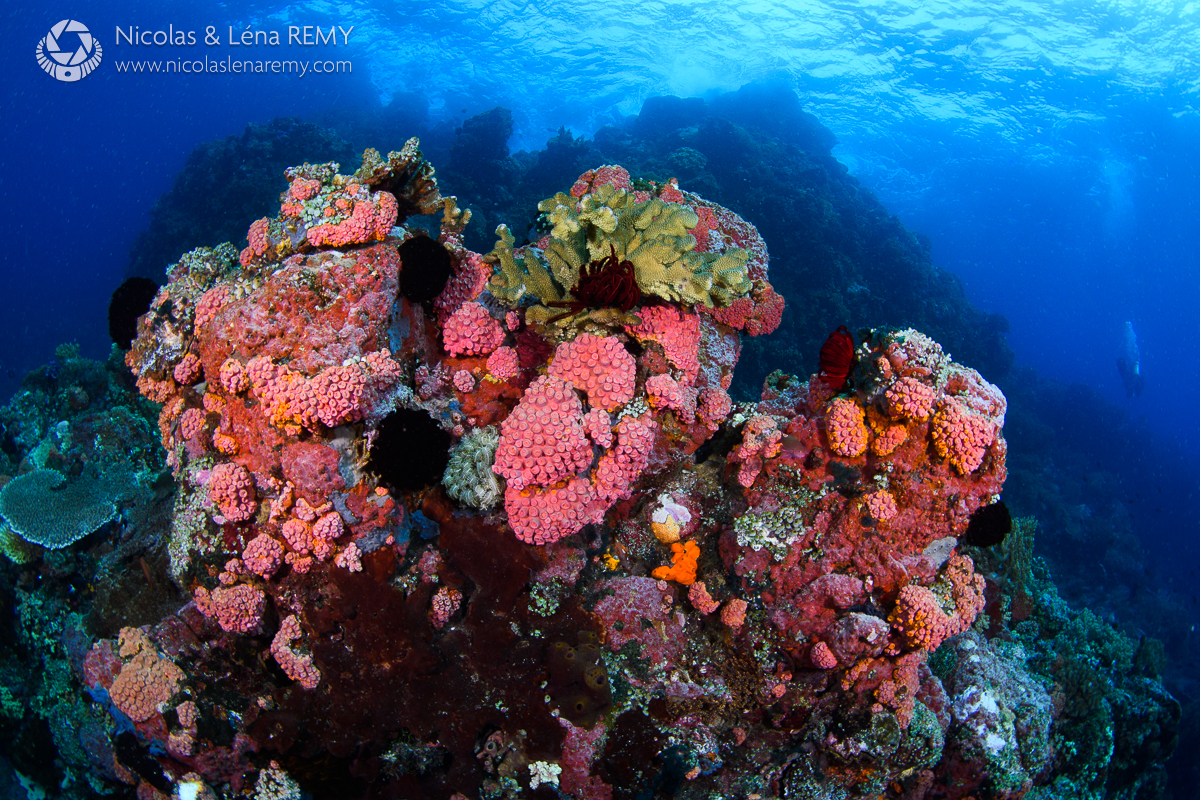 Bangka island: coral reefs & macro critters - The Underwater Club