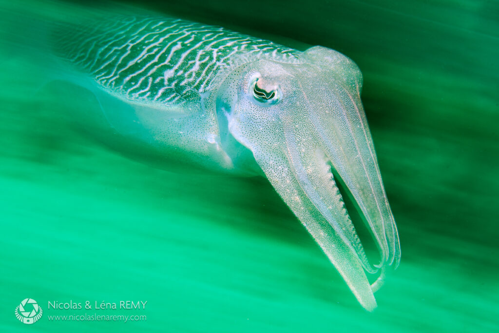 Review: Retra Flash Pro - The Underwater Club