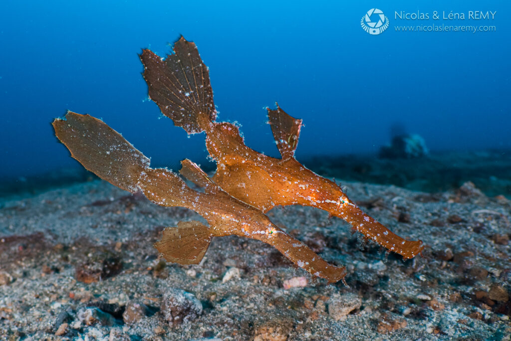 Lembeh: a muck diving paradise - The Underwater Club