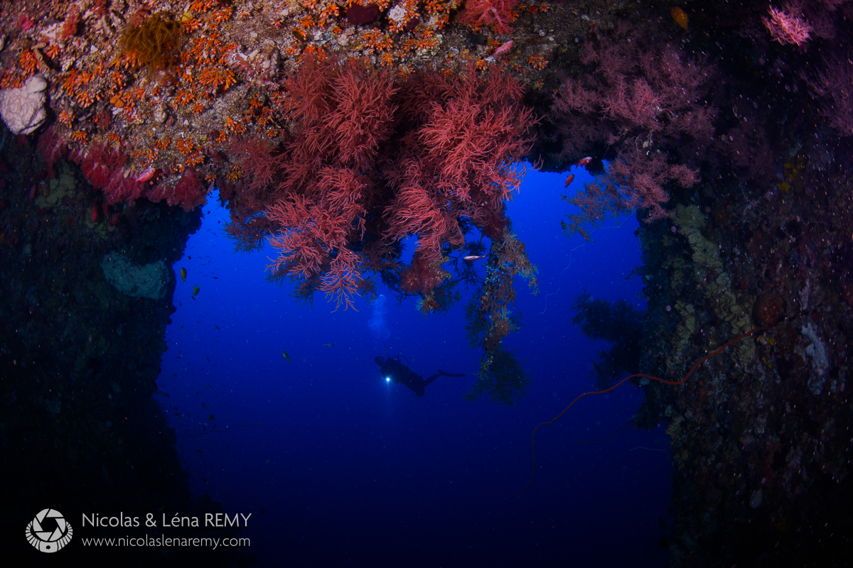 Bangka island: coral reefs & macro critters - The Underwater Club