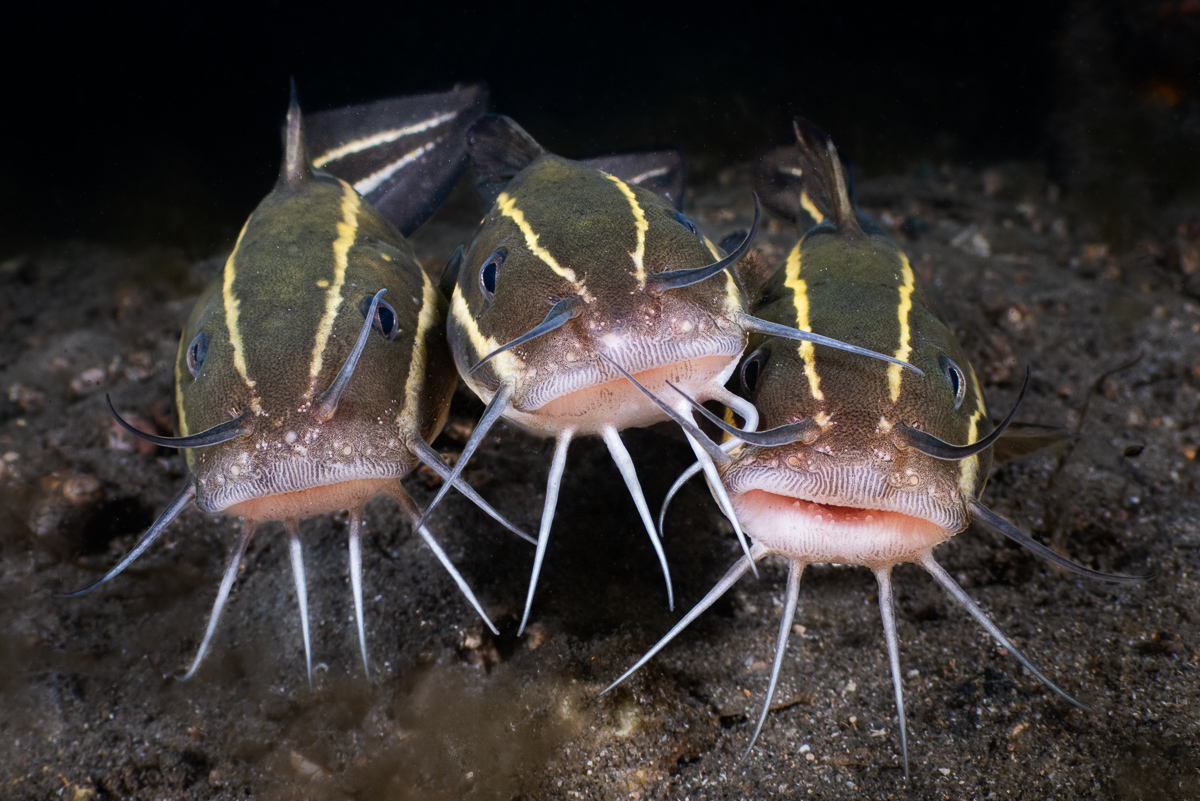 Partners of The Underwater Club