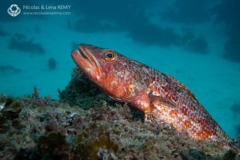 Nikon Z8 Underwater Review - The Underwater Club