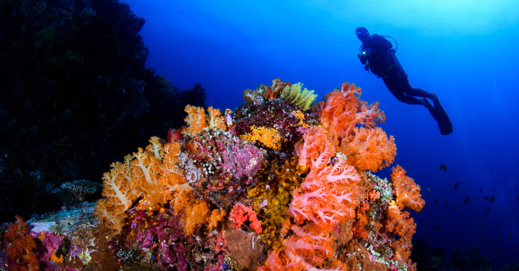 The Underwater Club