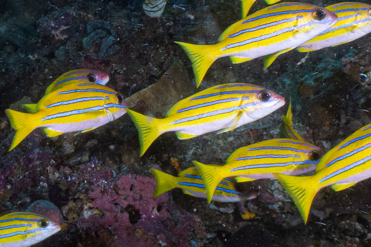 Nauticam Fisheye Conversion Port (FCP): field review - The Underwater Club