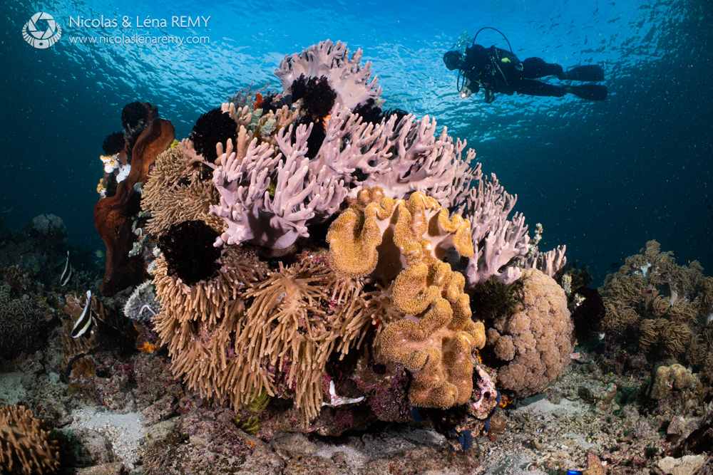 Backscatter Hybrid Flash Preliminary Review - The Underwater Club