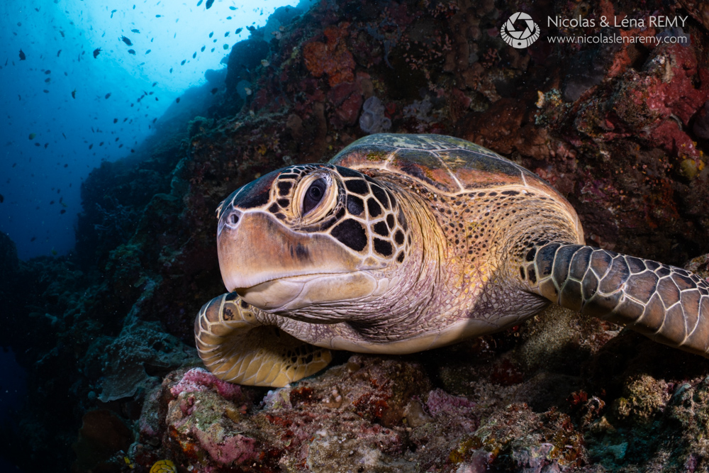 Backscatter Hybrid Flash Preliminary Review - The Underwater Club