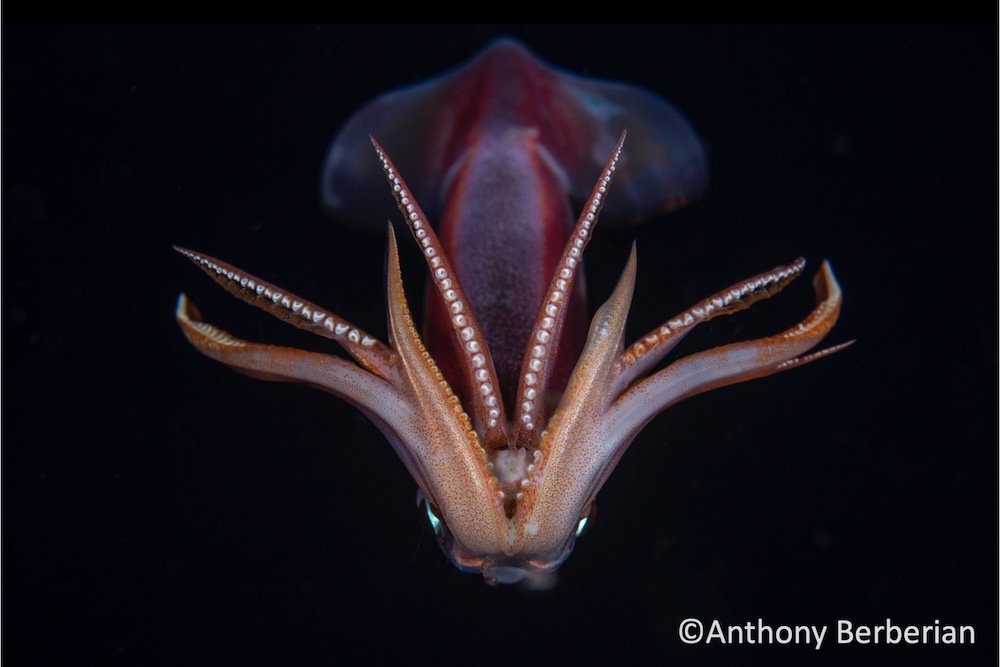 Underwater Photography Events - The Underwater Club