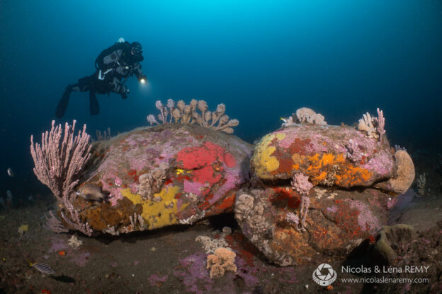 Backscatter Hybrid Flash Final Review - The Underwater Club