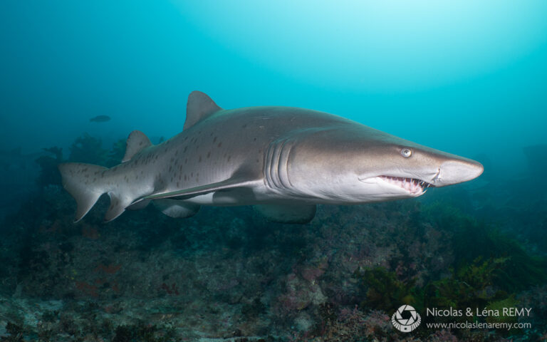 Backscatter Hybrid Flash Final Review - The Underwater Club