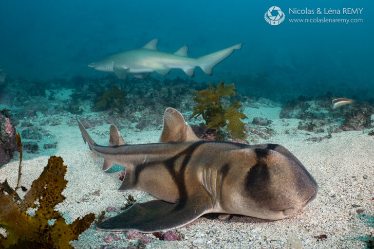 Backscatter Hybrid Flash Final Review - The Underwater Club