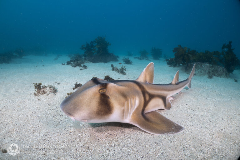 Backscatter Hybrid Flash Final Review - The Underwater Club