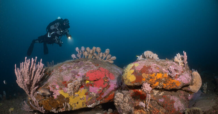 Backscatter Hybrid Flash Final Review - The Underwater Club