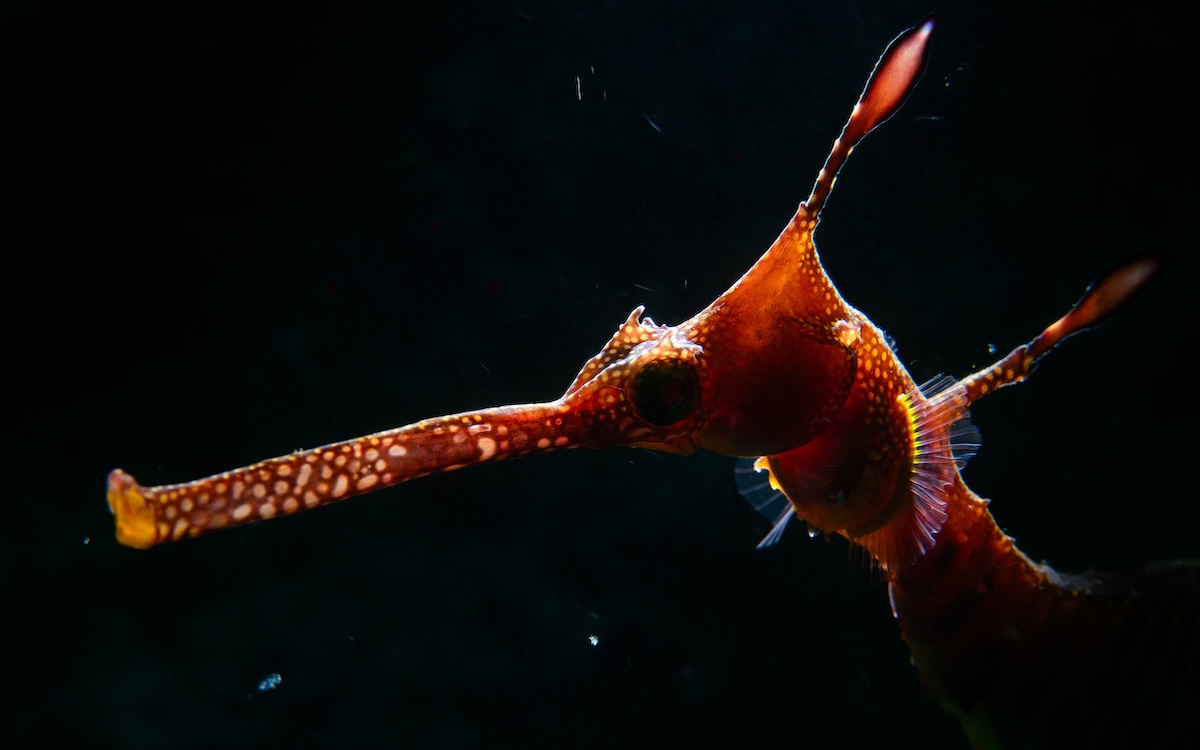 Backscatter Xterminator Plugin Review - The Underwater Club